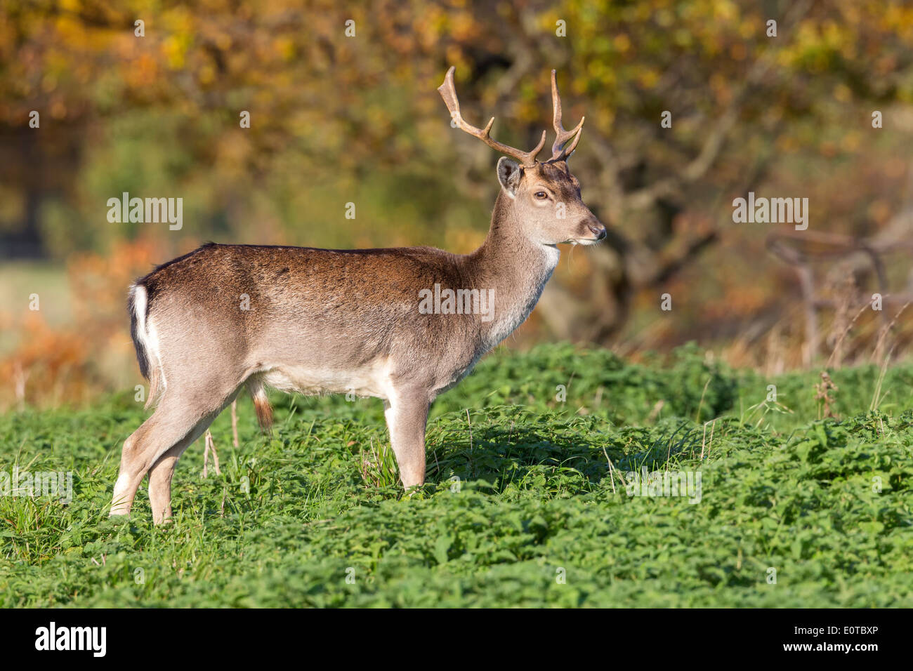 Juvenile buck male fallow deer hi-res stock photography and images - Alamy