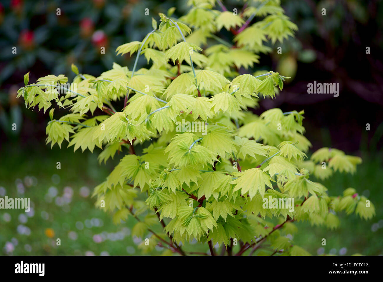 Budding Japanese Maple High Resolution Stock Photography and Images - Alamy