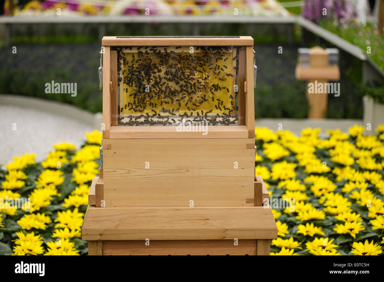 London, UK. 19th May, 2014. 2014 RHS Chelsea Flower Show. Bees are a ...