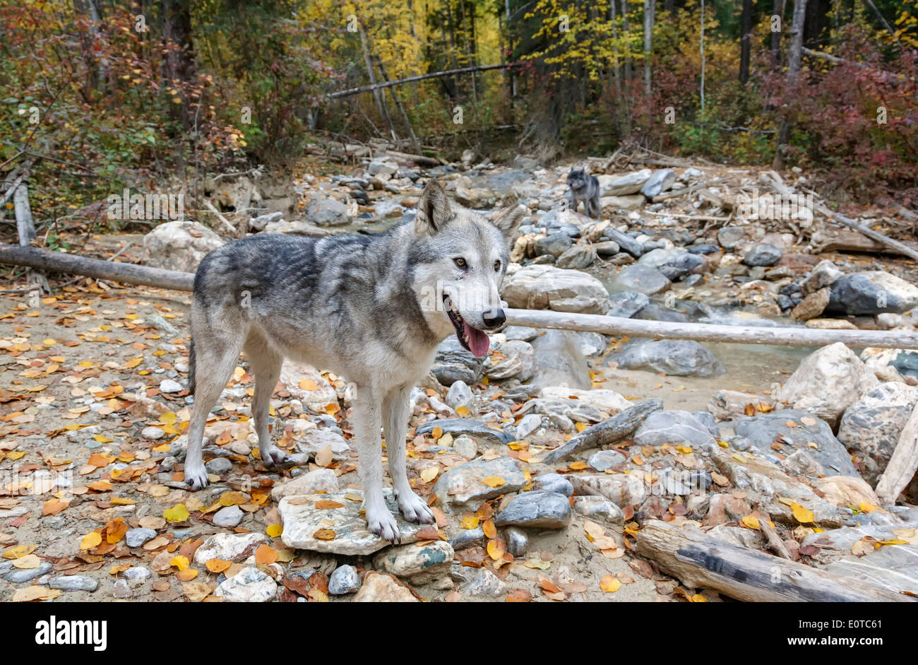 Female Gray Wolf High Resolution Stock Photography and Images - Alamy