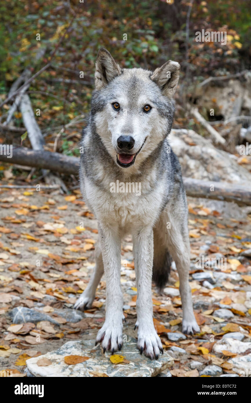 Gray Wolf female Stock Photo - Alamy