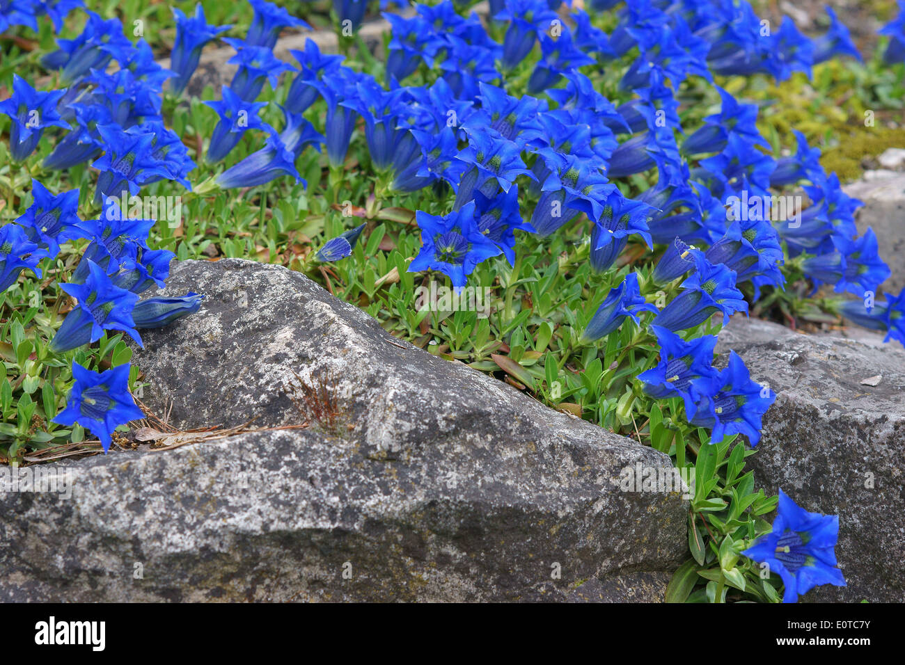 Blue gentian lowers Gentiana acaulis Stock Photo - Alamy