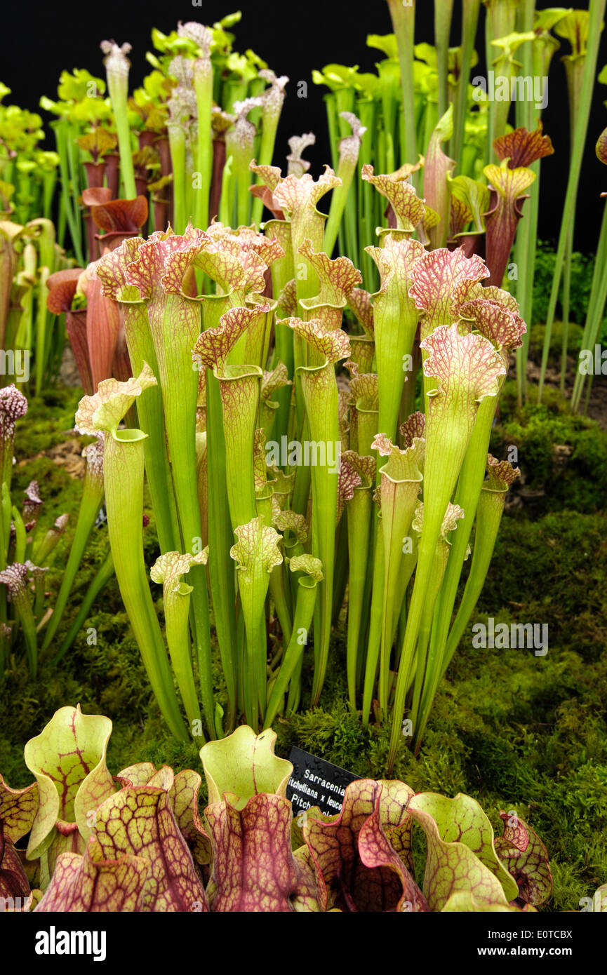 London uk carnivorous plant hi-res stock photography and images - Alamy