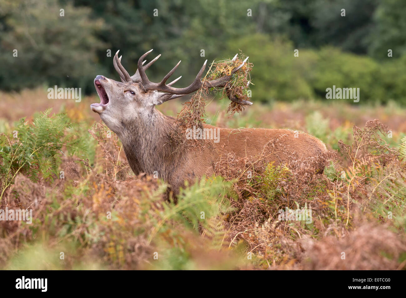 Red deer stag bugling hi-res stock photography and images - Alamy