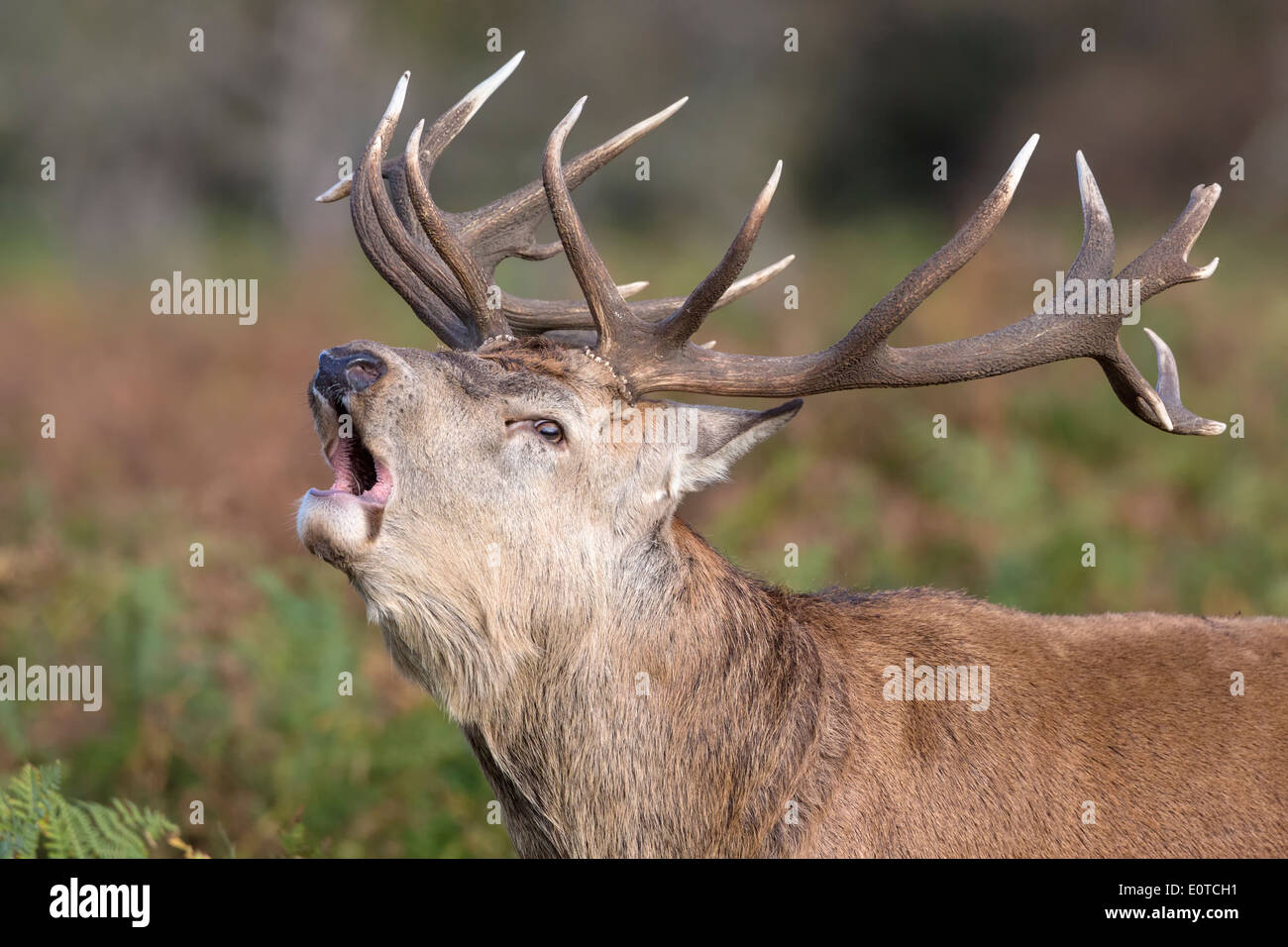 Red deer stag bugling hi-res stock photography and images - Alamy