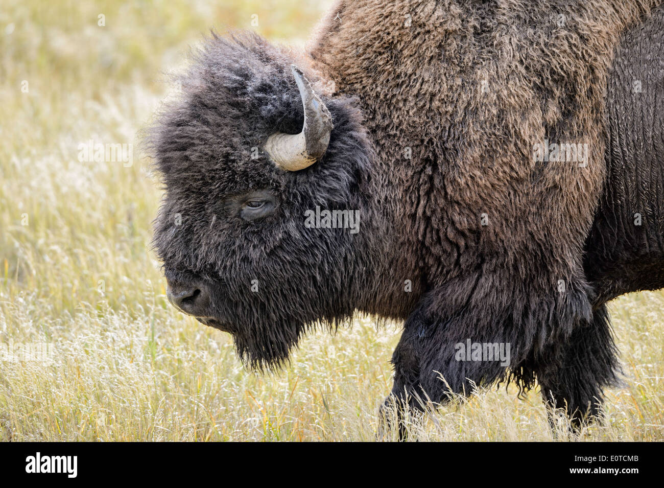 Bull bison hi-res stock photography and images - Alamy