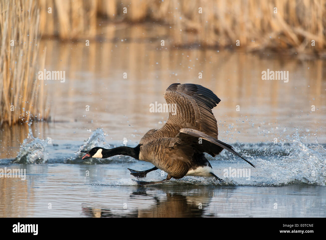 Canada Goose landing on the water Stock Photo - Alamy