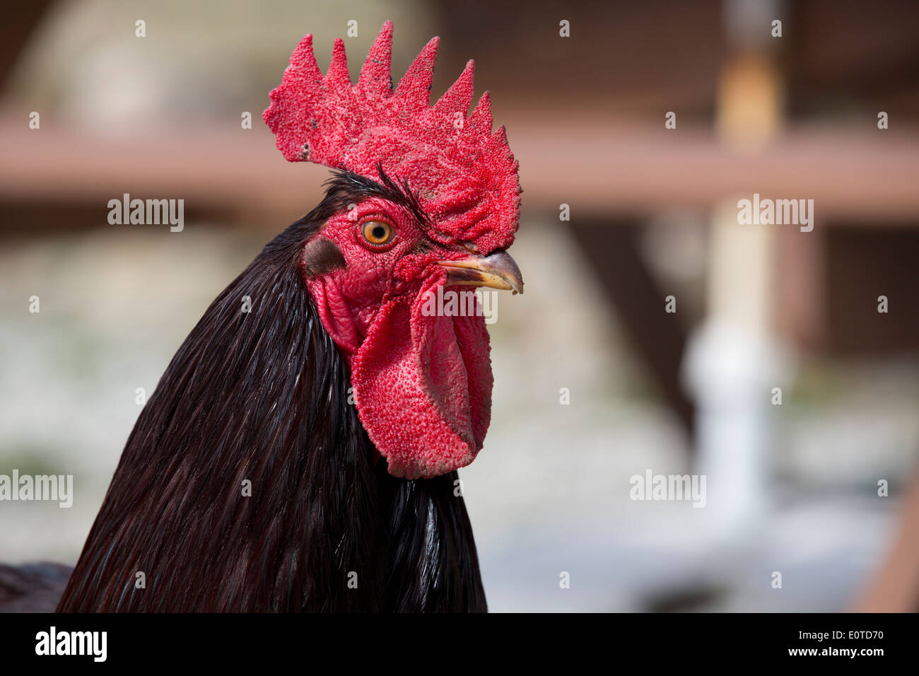 Cockerel; Black; UK Stock Photo - Alamy