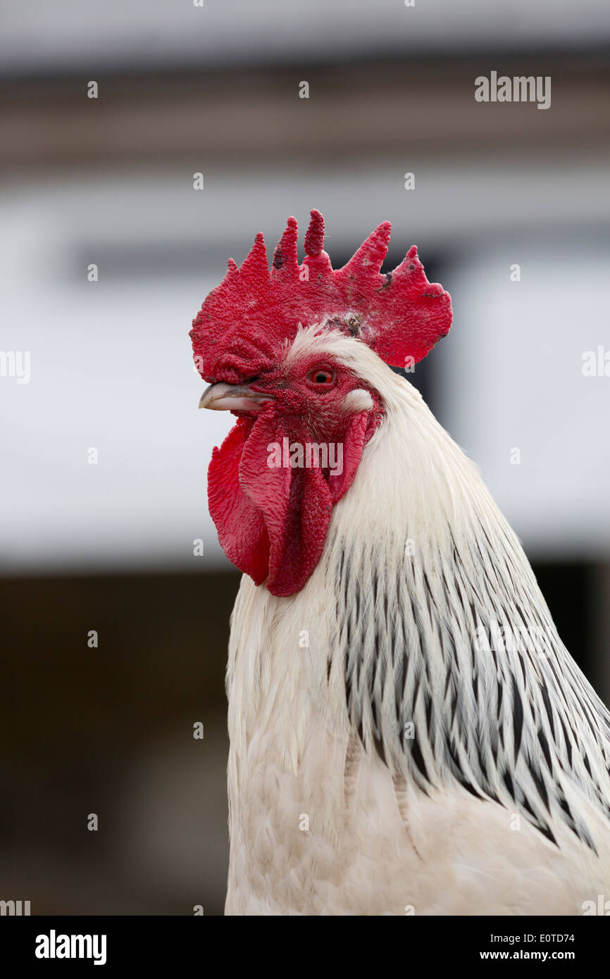 Cockerel; White; UK Stock Photo - Alamy