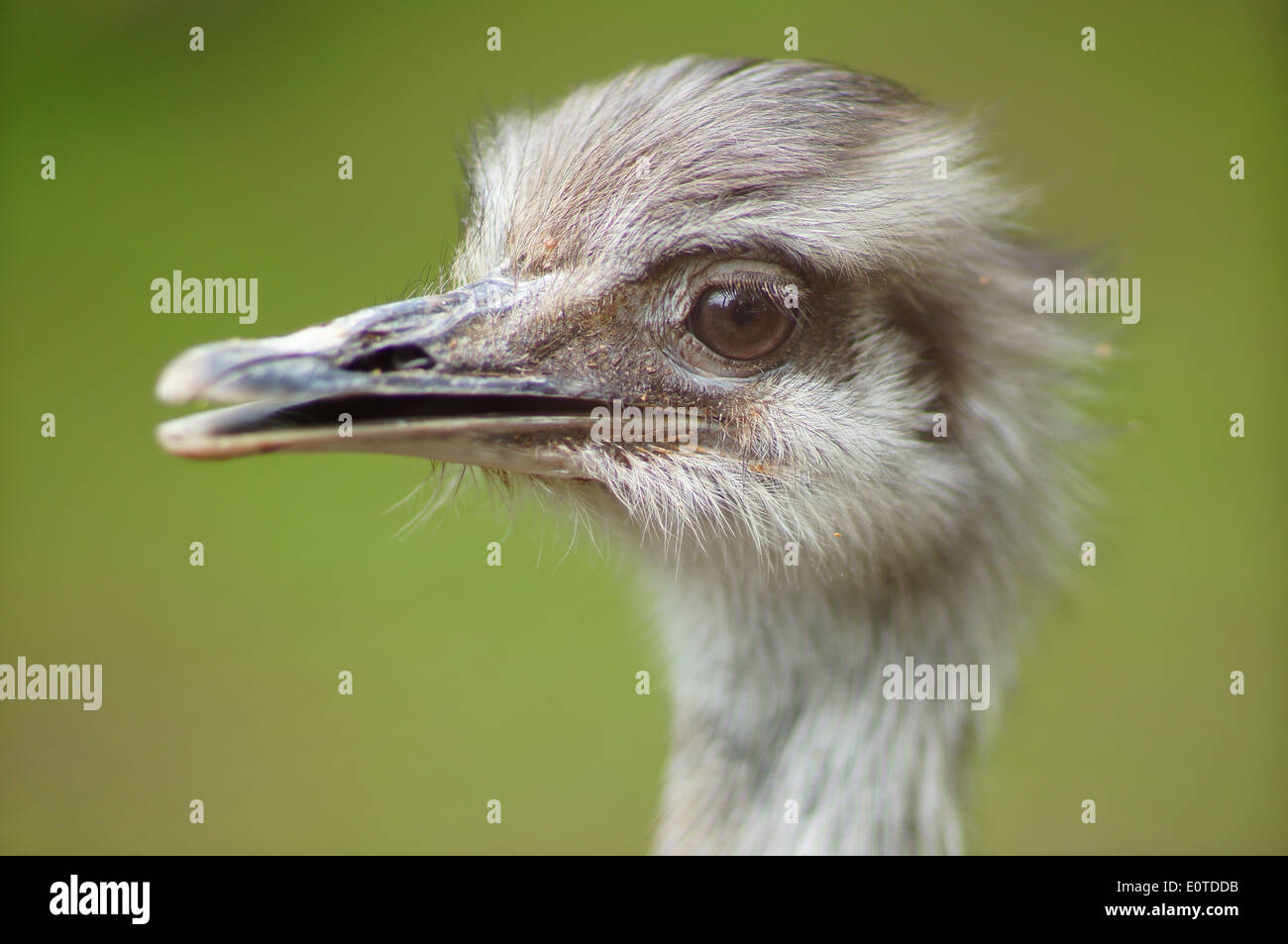 The greater rhea Rhea americana head and beak Stock Photo - Alamy