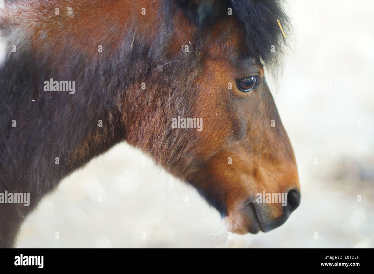 The portrait of pony Stock Photo - Alamy
