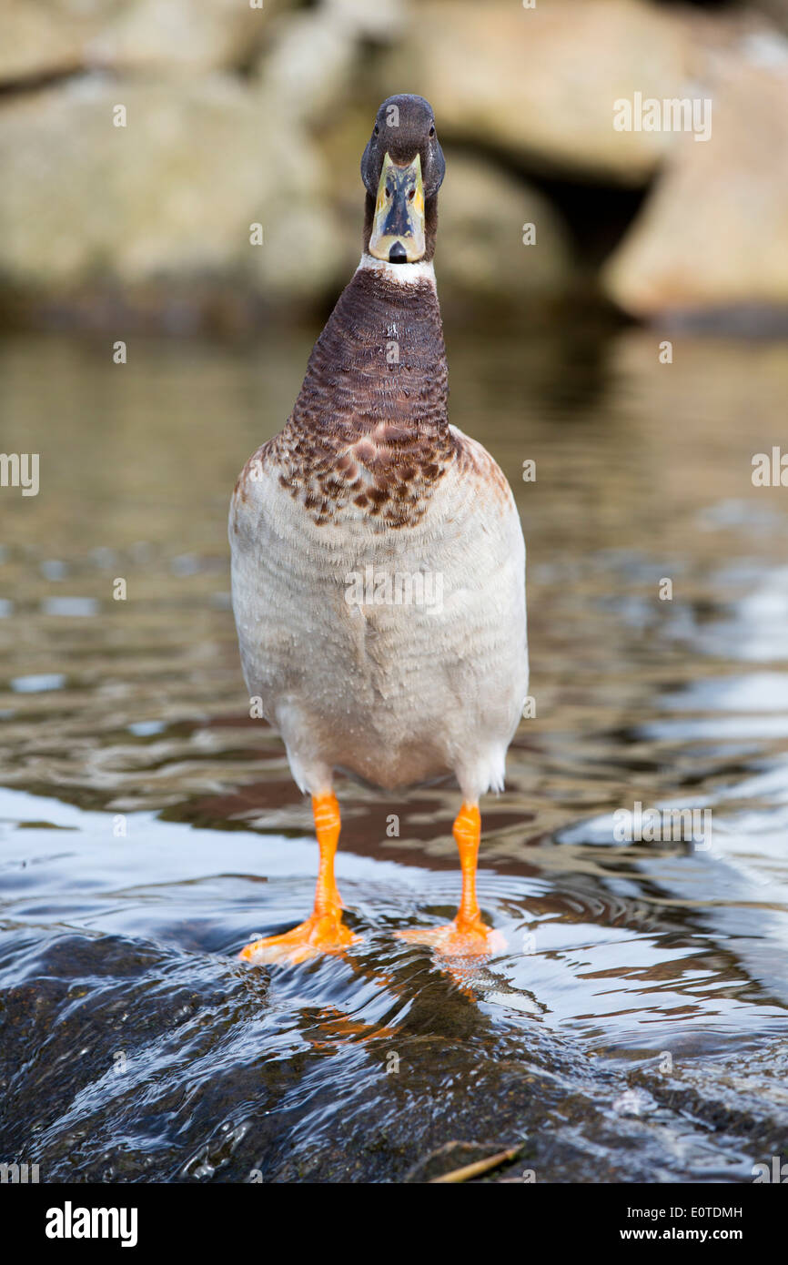 Duck; Domesticated; Land's End; UK Stock Photo - Alamy