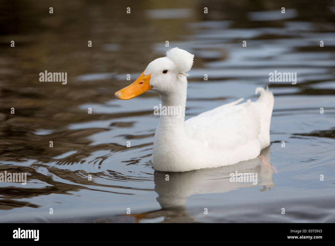 Duck; Domesticated; Land's End; UK Stock Photo - Alamy