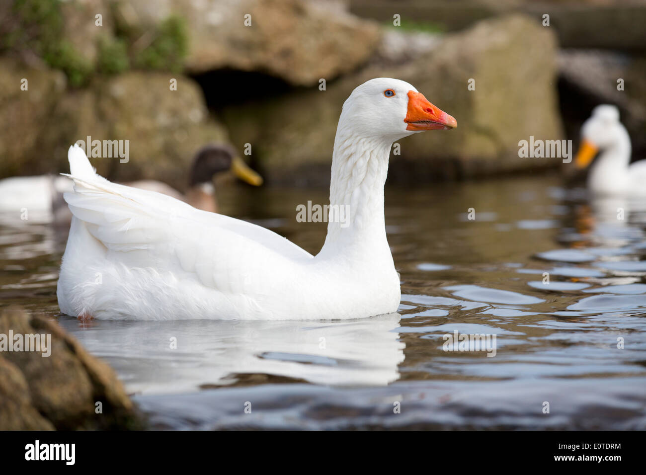 Goose; Domesticated; Land's End; UK Stock Photo - Alamy