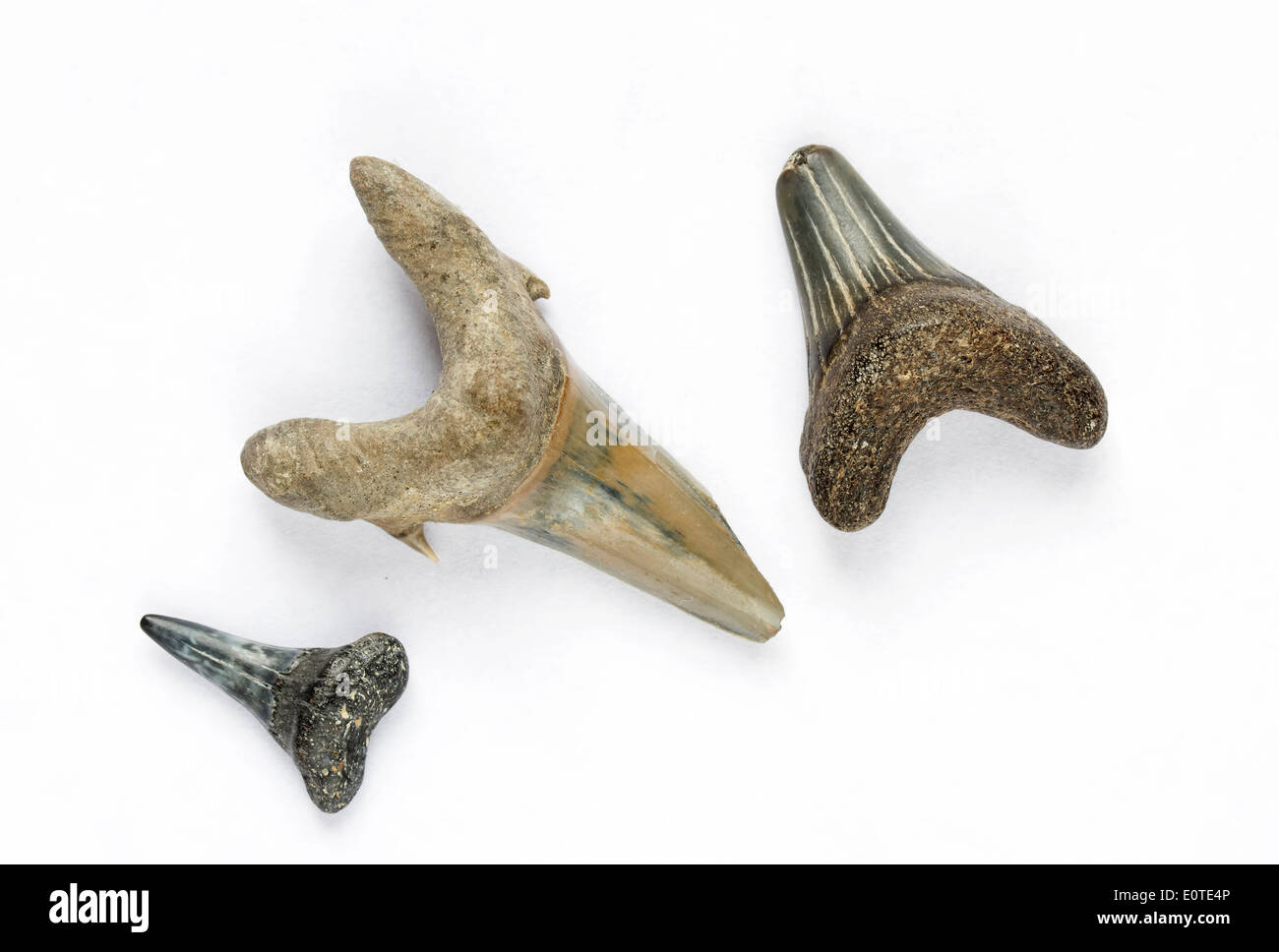 Ancient fossilized teeth hi-res stock photography and images - Alamy