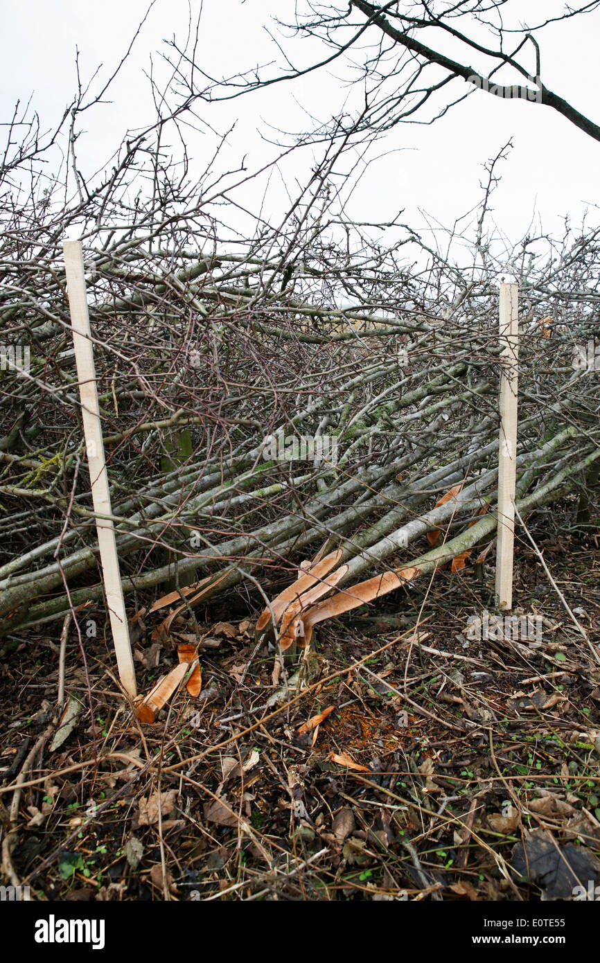 Hedge laying hi-res stock photography and images - Alamy