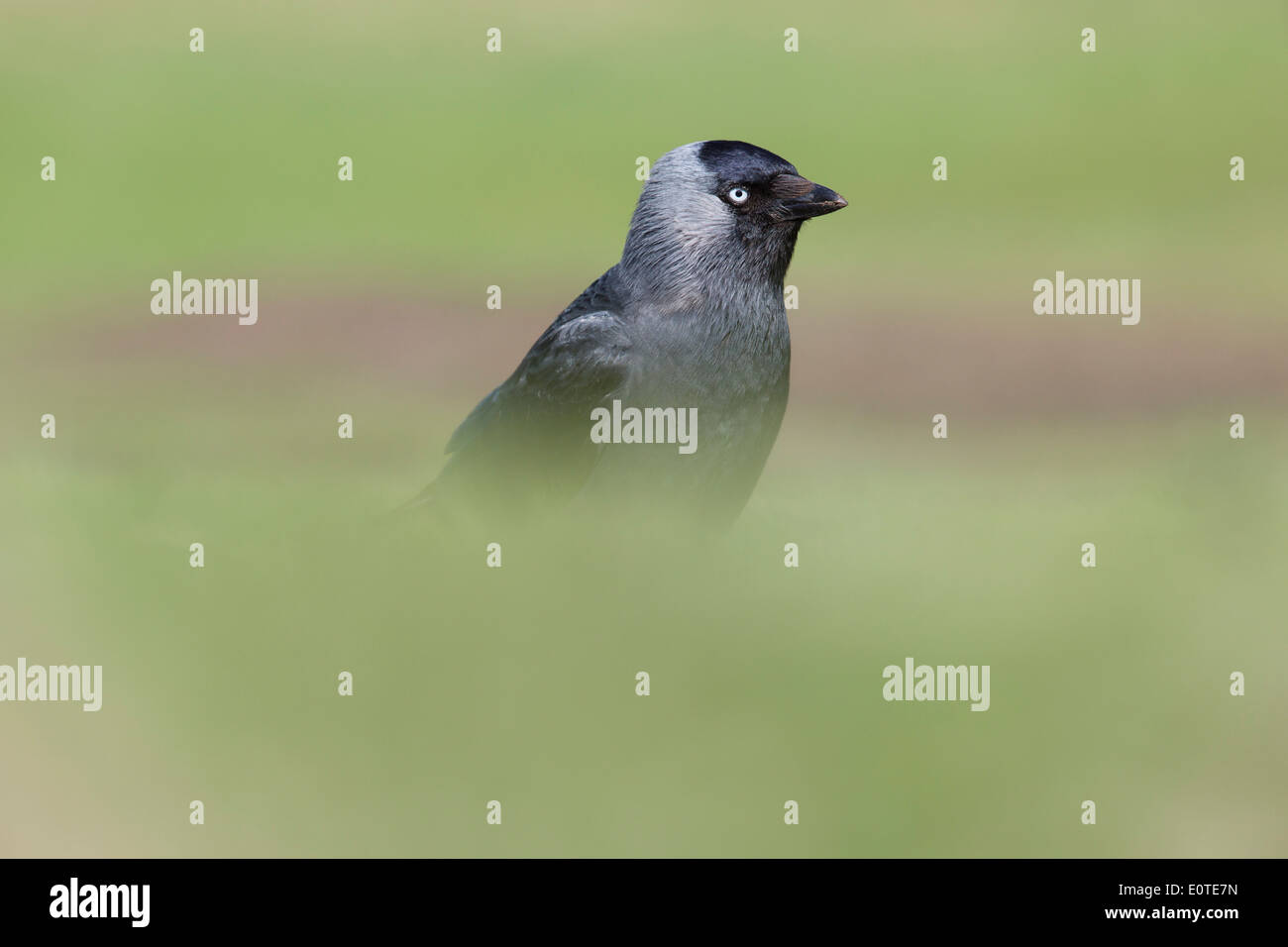 Jackdaw fauna hi-res stock photography and images - Alamy