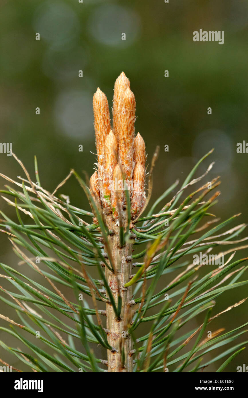 conifer bud, Fischbeker Heide, Harburg, Hamburg, Germany Stock Photo ...