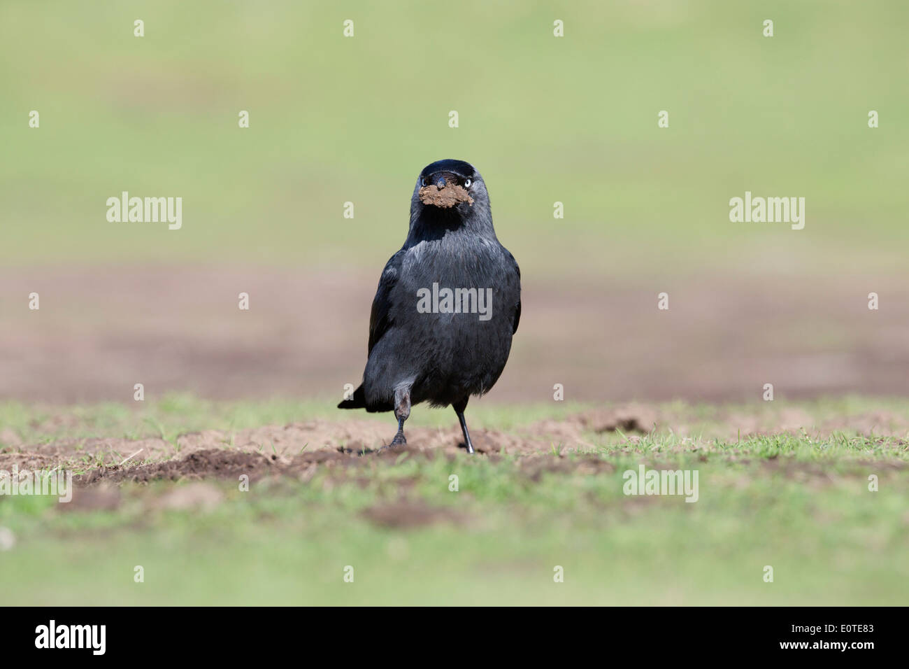 Nesting Jackdaw High Resolution Stock Photography and Images - Alamy
