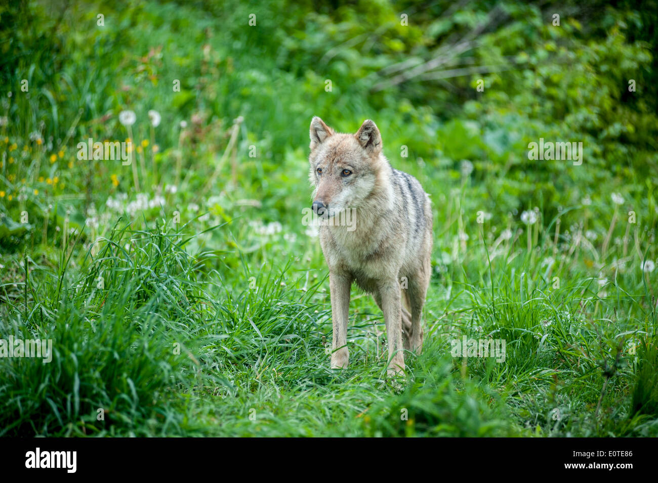 Carpathian Wolf