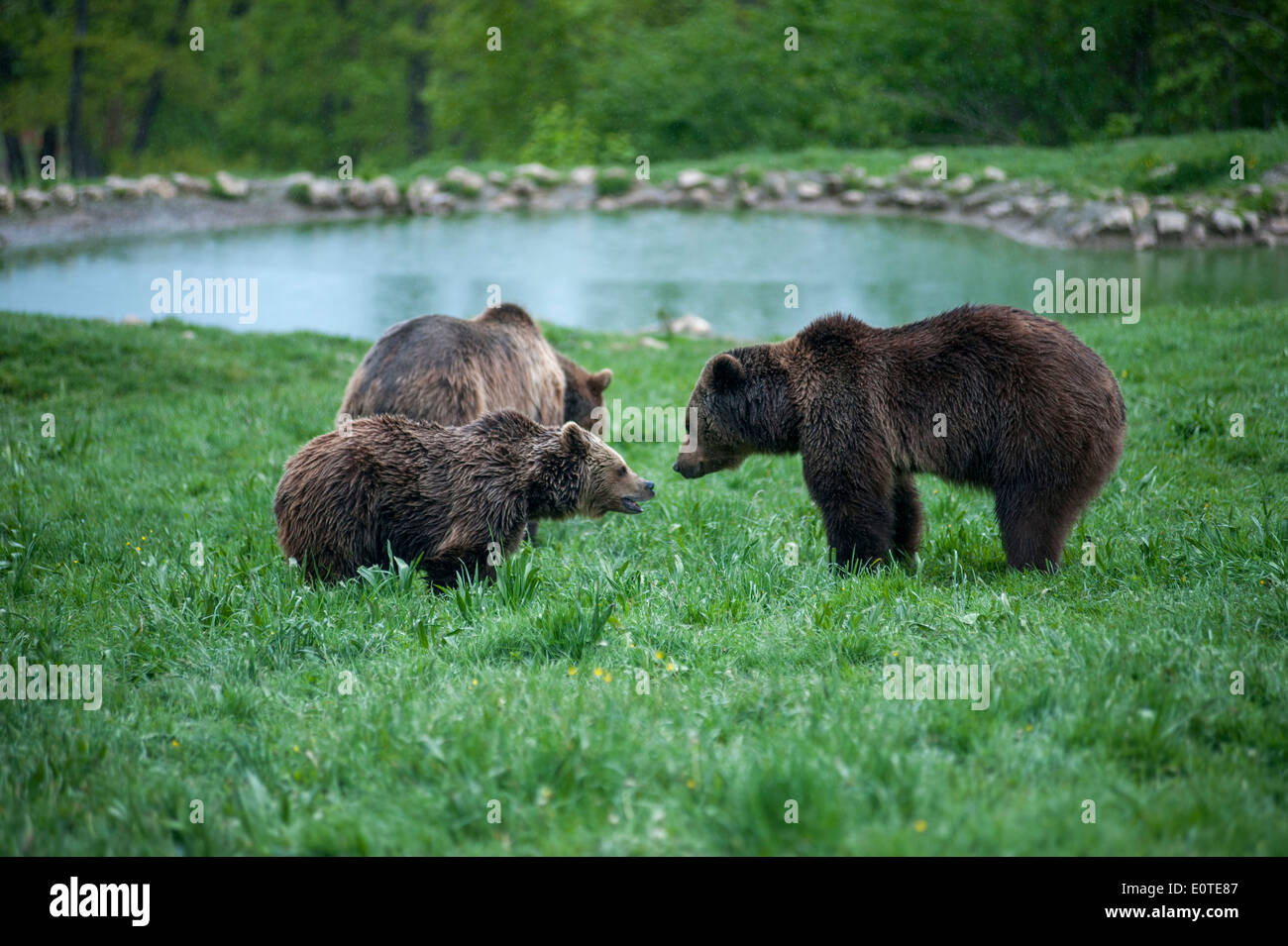 Libearty bear sanctuary hi-res stock photography and images - Alamy