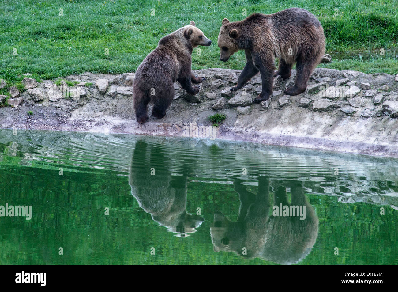 Libearty bear sanctuary hi-res stock photography and images - Alamy