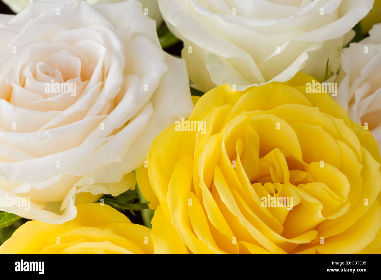 Close up bouquet of yellow and cream roses Stock Photo - Alamy