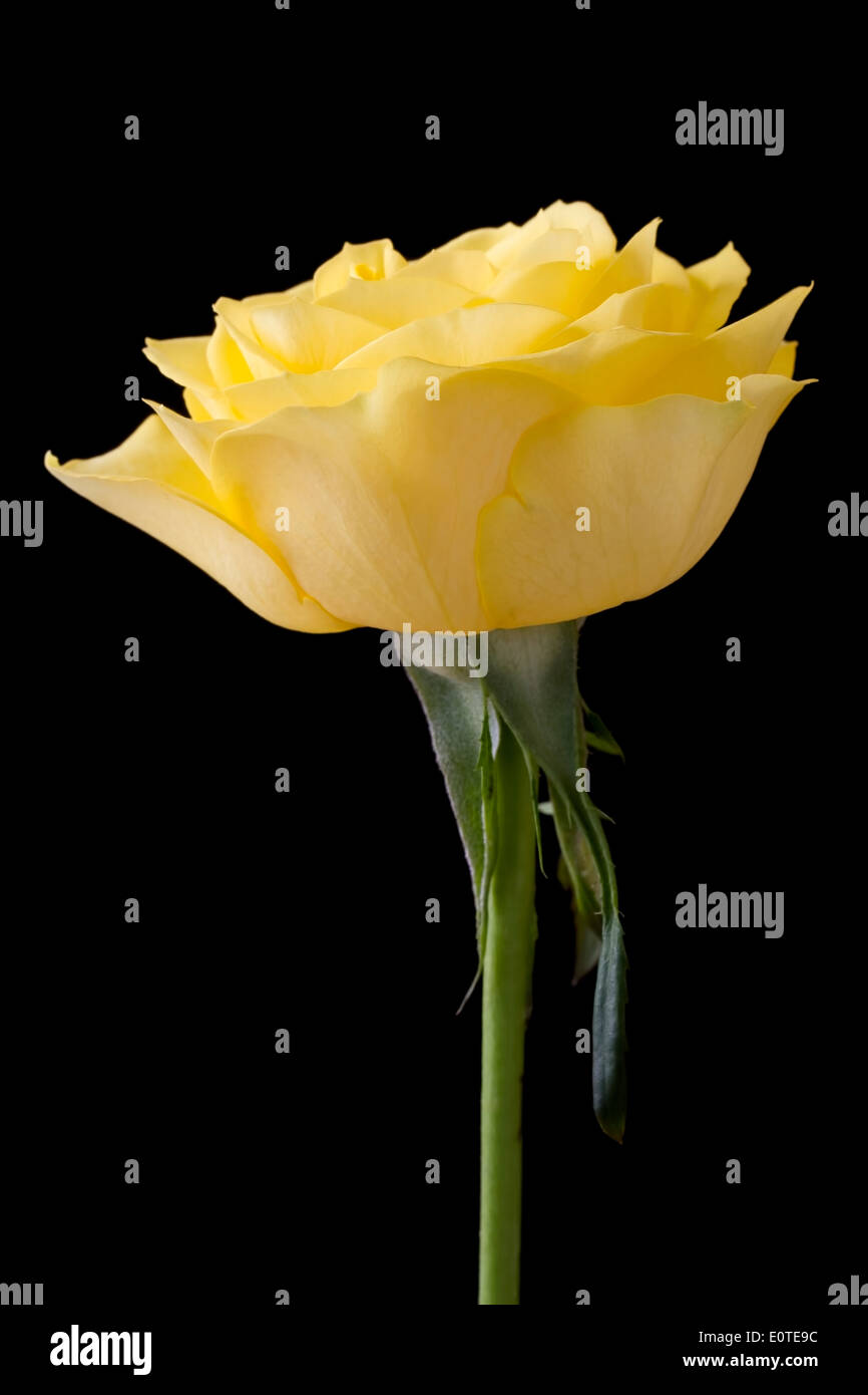 Open yellow rose hi-res stock photography and images - Alamy