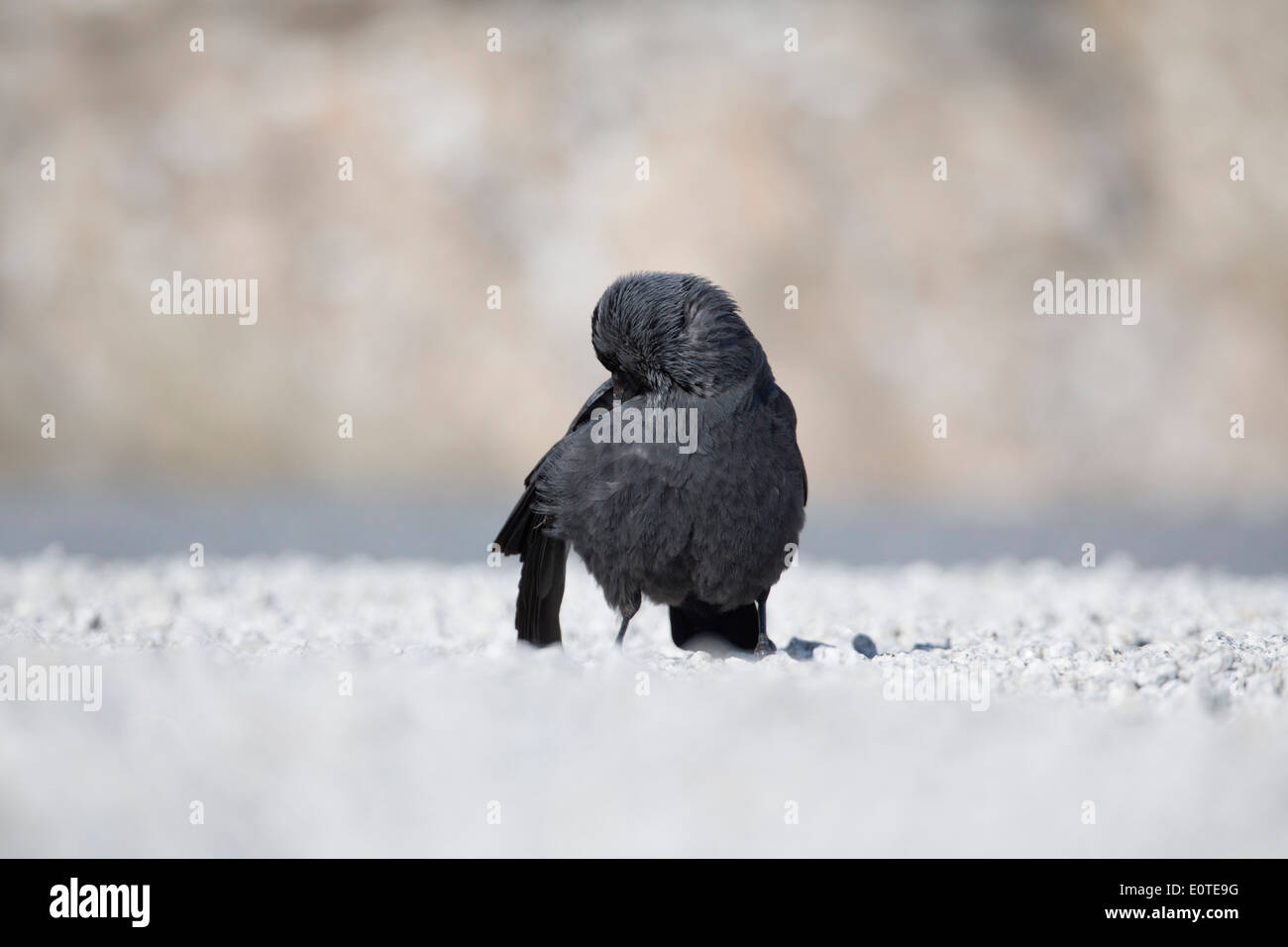Jackdaw preening hi-res stock photography and images - Alamy