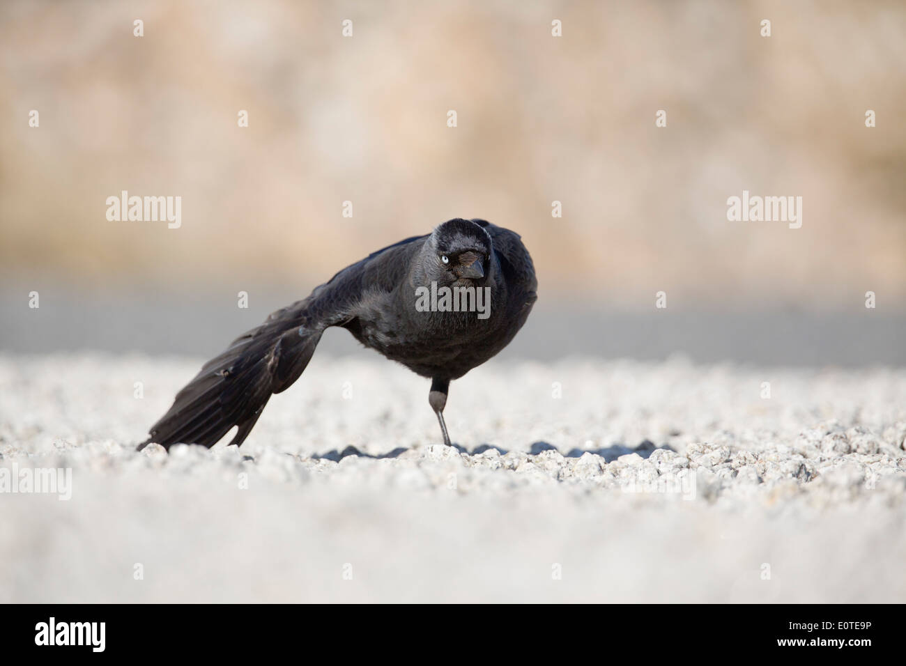 Jackdaw; Corvus monedula; Leg and Wing Stretching; UK Stock Photo - Alamy