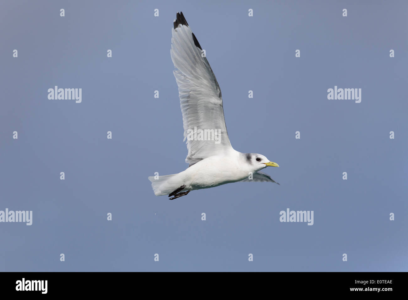 Kittiwake; Rissa tridactyla; Adult; Winter; Flight; UK Stock Photo - Alamy