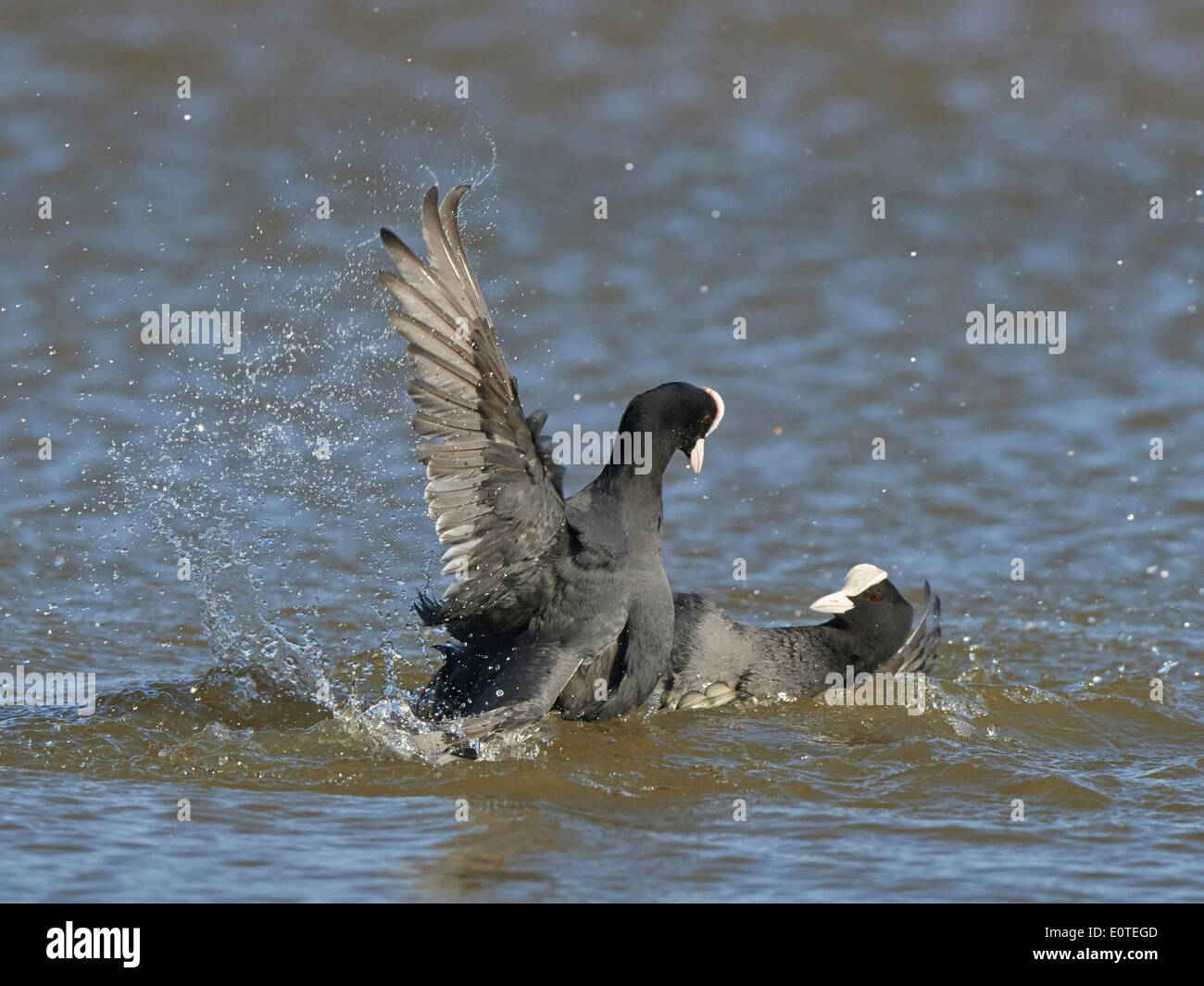 Coots fighting hi-res stock photography and images - Alamy