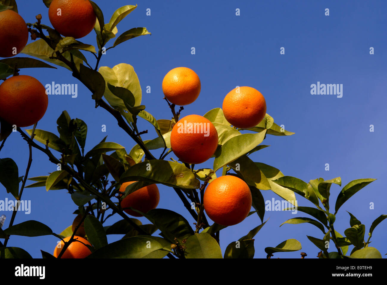 Greece oranges hi-res stock photography and images - Alamy