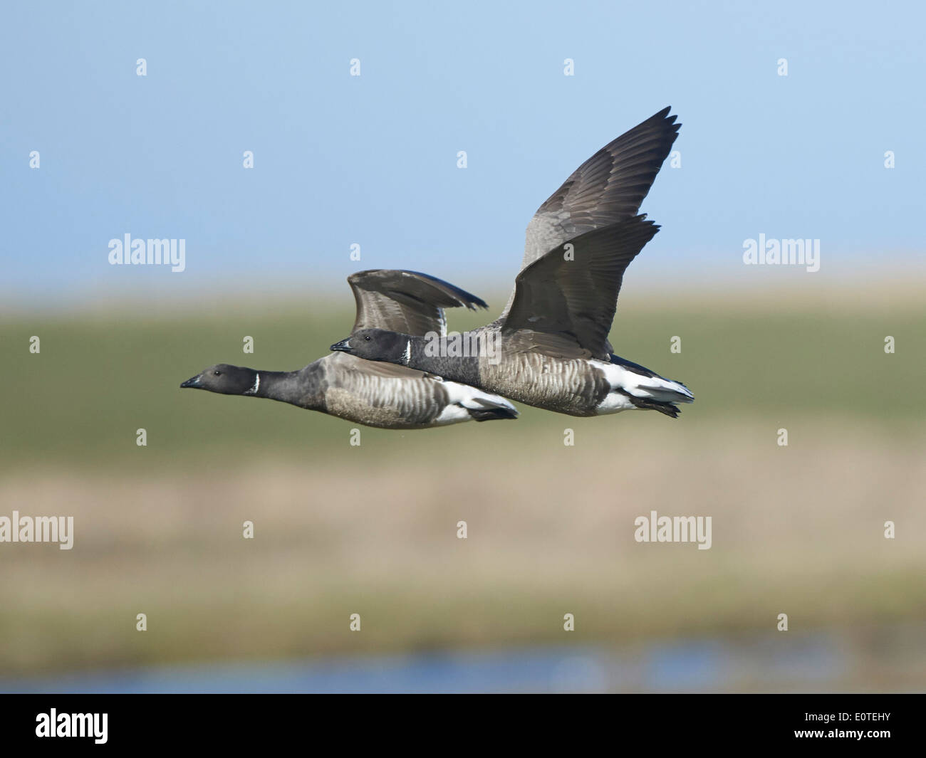 Brent Geese Stock Photos & Brent Geese Stock Images - Alamy