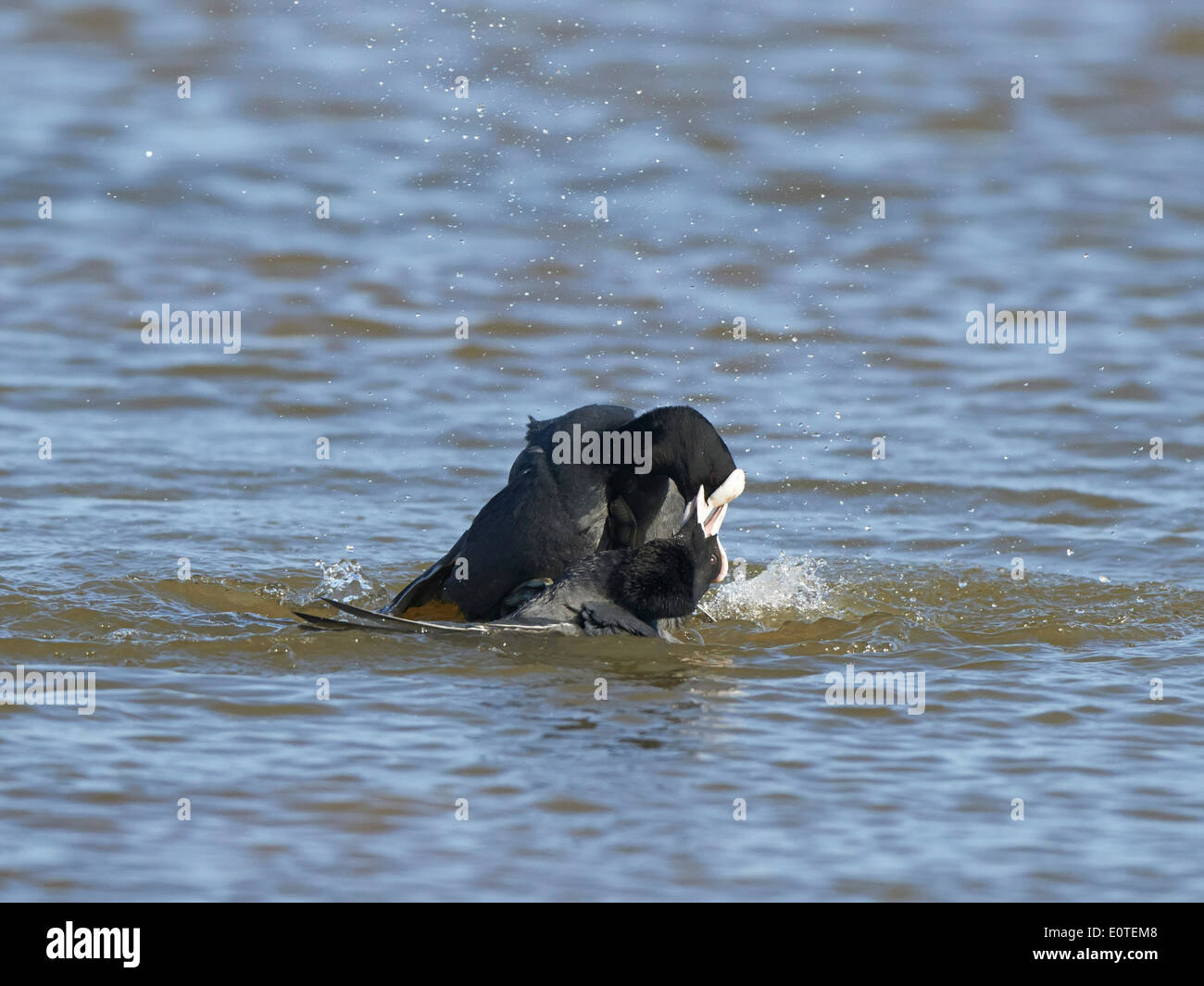 Coots fighting hi-res stock photography and images - Alamy