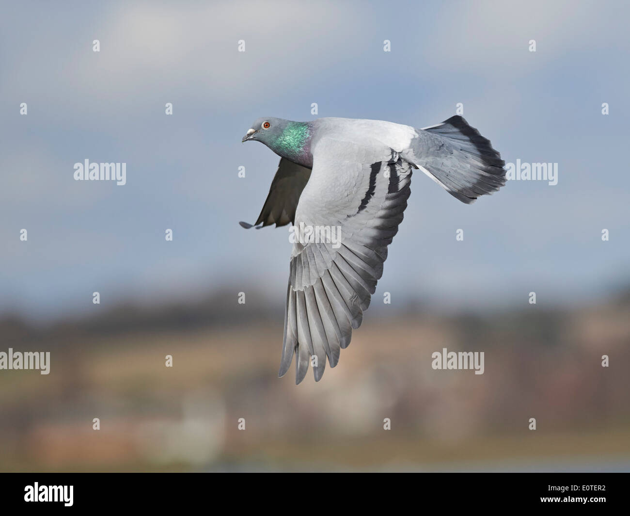 Feral Pigeon in flight Stock Photo - Alamy