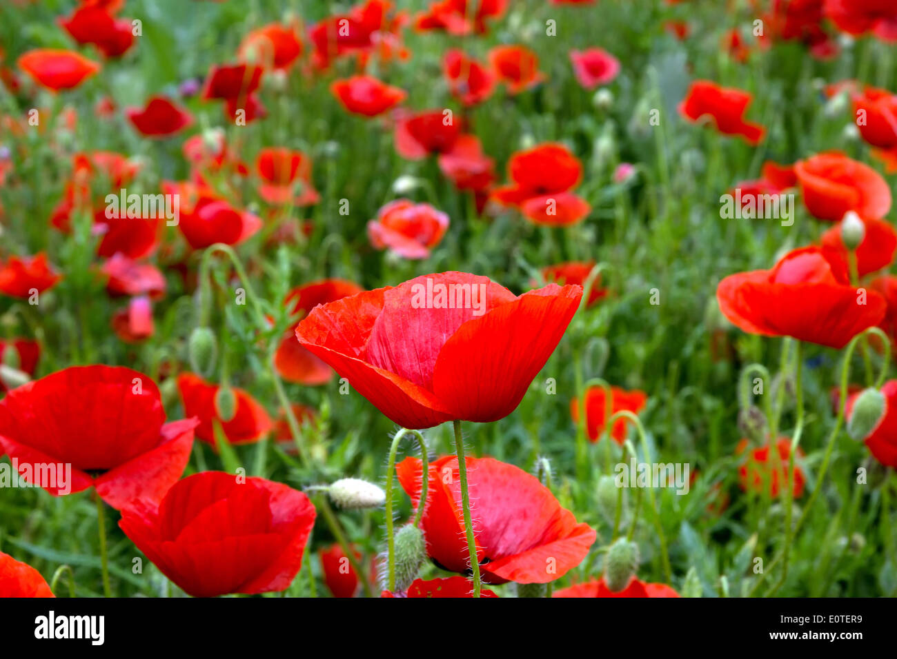 Red beautiful wild poppies hi-res stock photography and images - Alamy