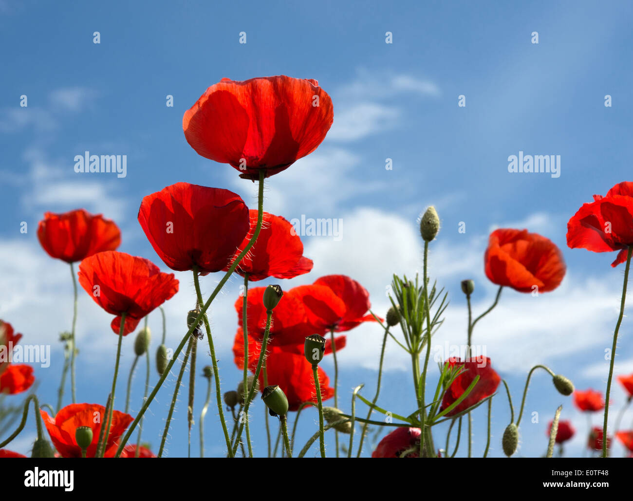 Poppies field on blue sky and clouds background Stock Photo - Alamy