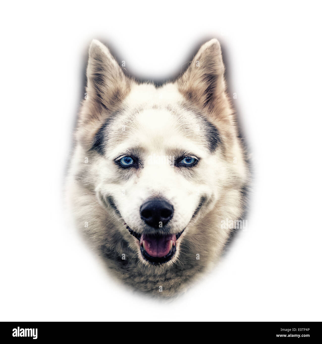 Wolf cut Cut Out Stock Images & Pictures - Alamy