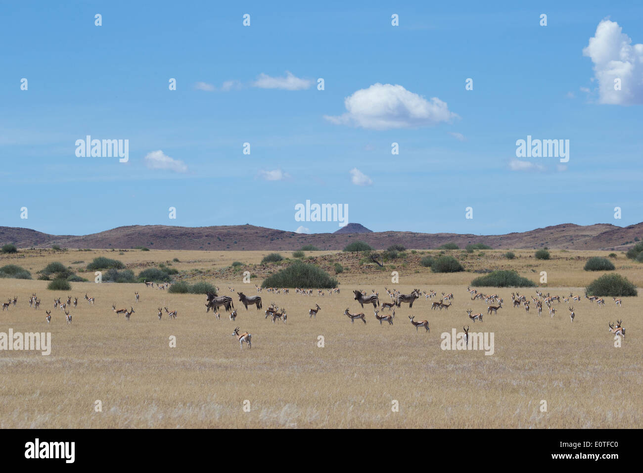 Springbok group hi-res stock photography and images - Alamy