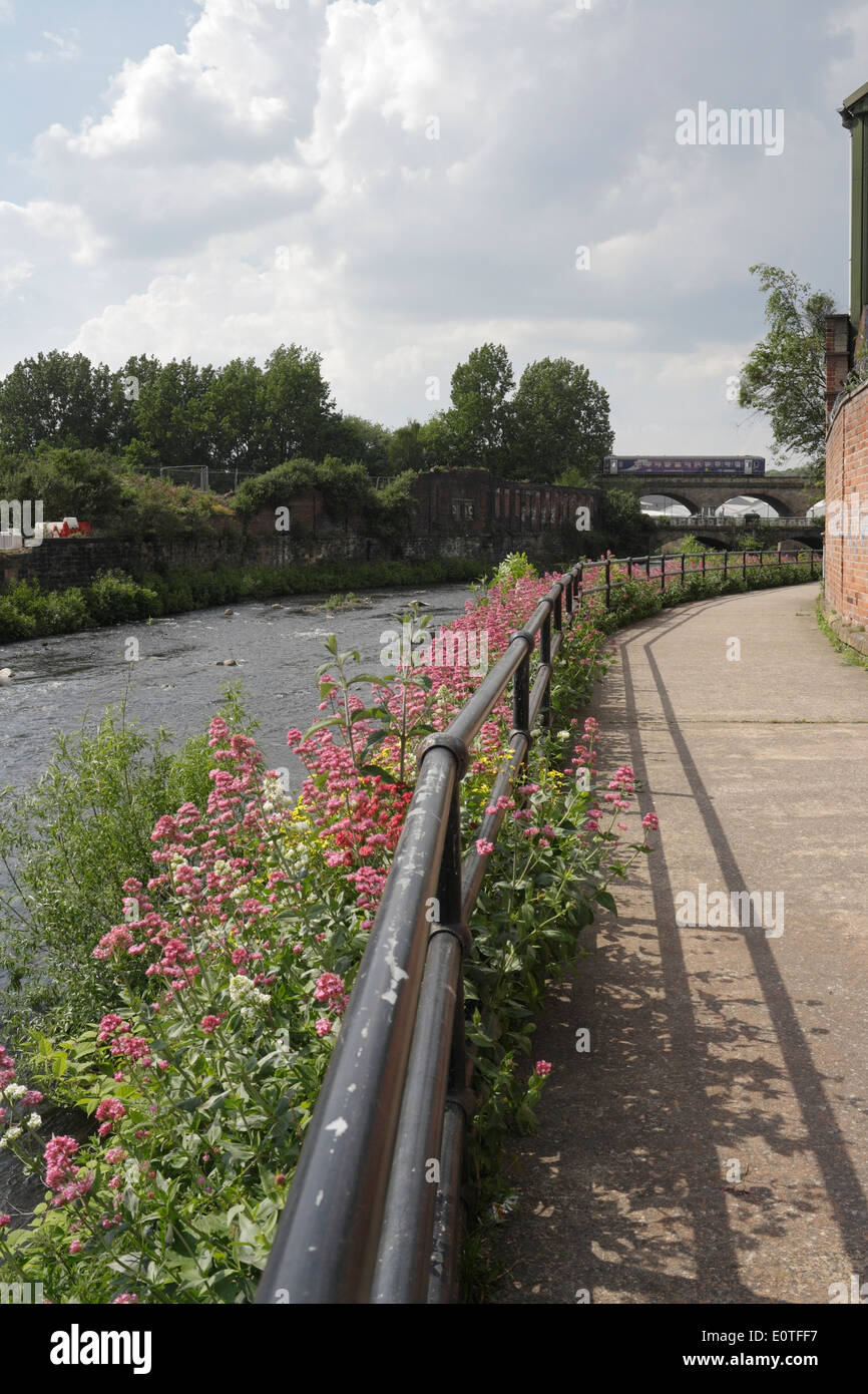 River Don in Attercliffe Sheffield, five weirs walk, urban riverside ...