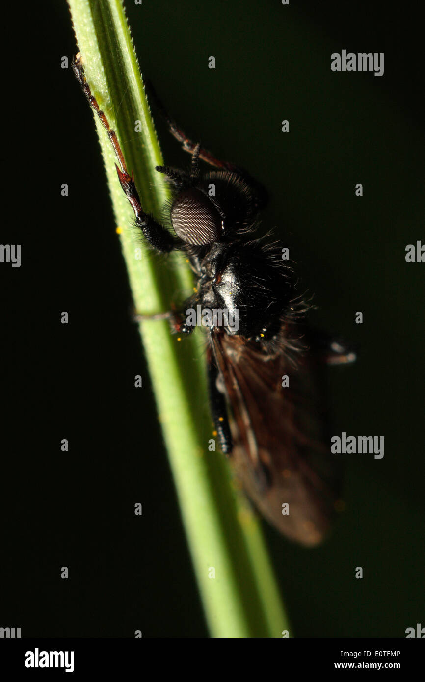St. Mark's Fly Stock Photo - Alamy