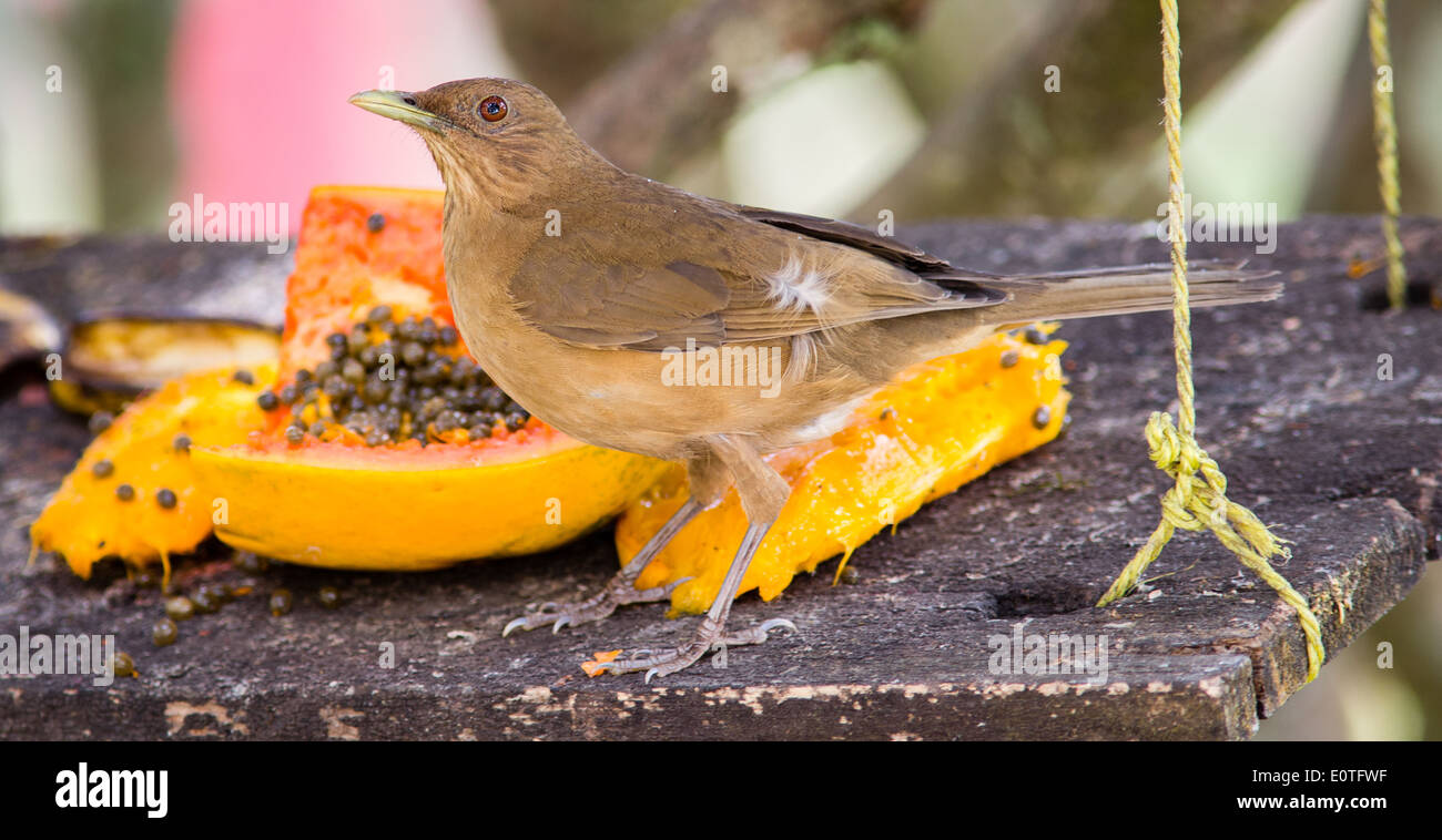 Clay Colored Robin Bird High Resolution Stock Photography and Images ...