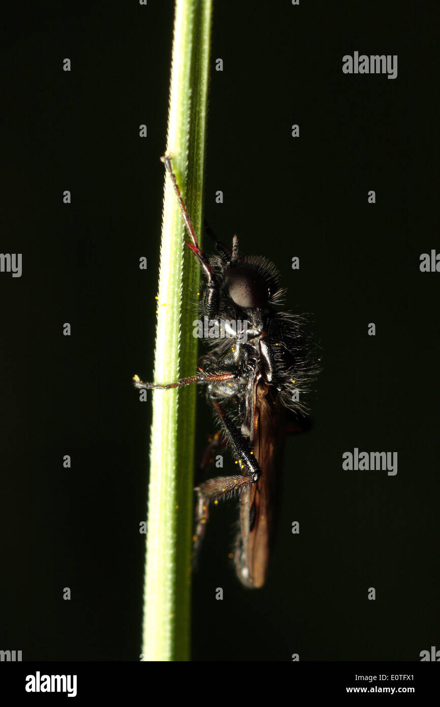 St. Mark's Fly Stock Photo - Alamy