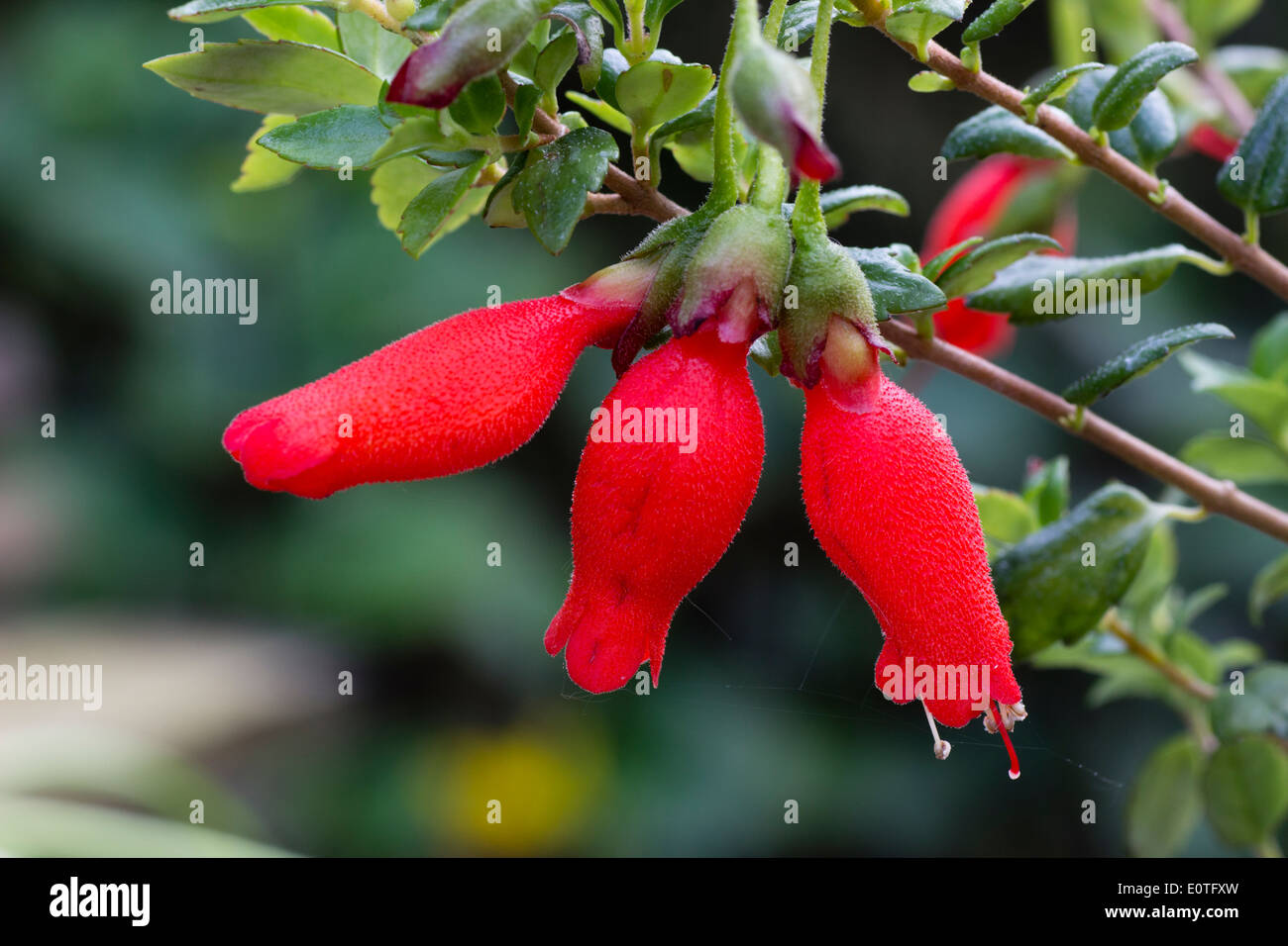 Coccinea hi-res stock photography and images - Alamy
