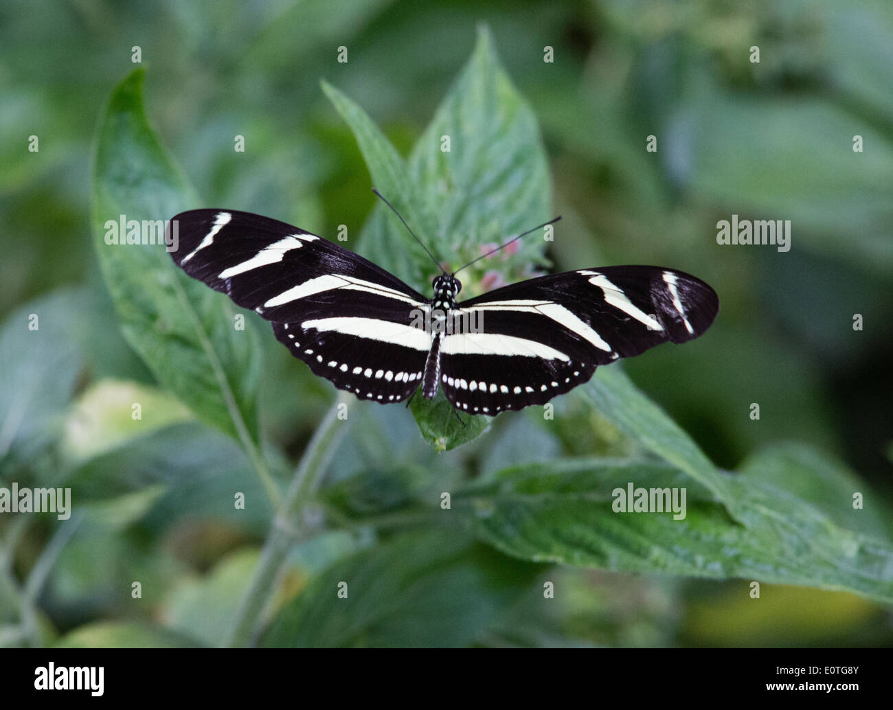 Zebra Longwing Heliconius charitonius Costa Rica Stock Photo - Alamy