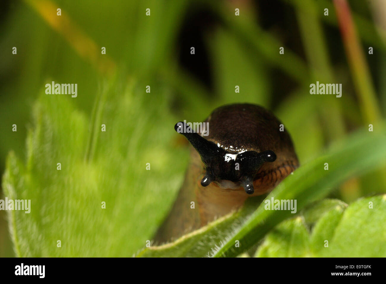 Common Garden Slug Stock Photo - Alamy