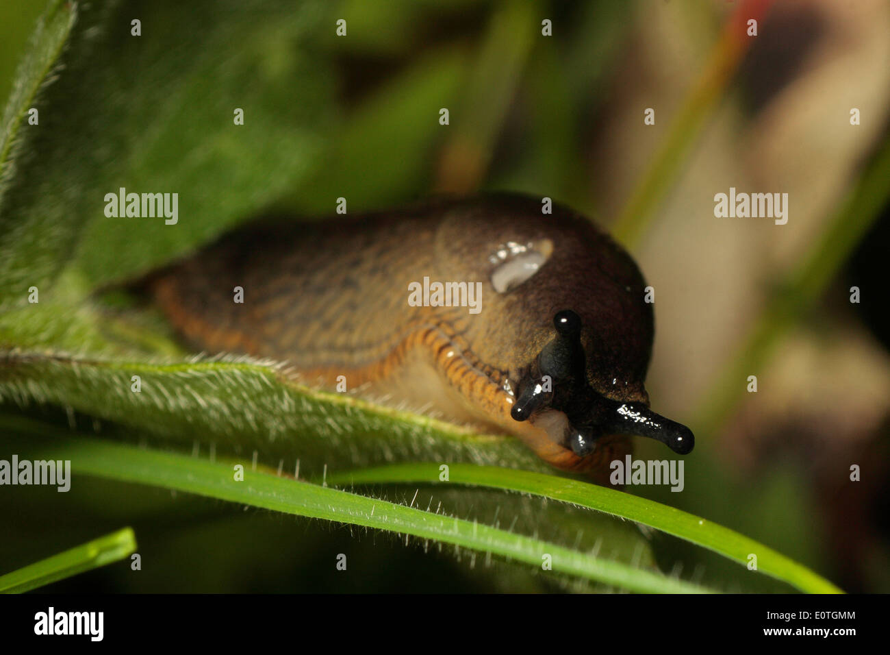 Common Garden Slug Stock Photo - Alamy