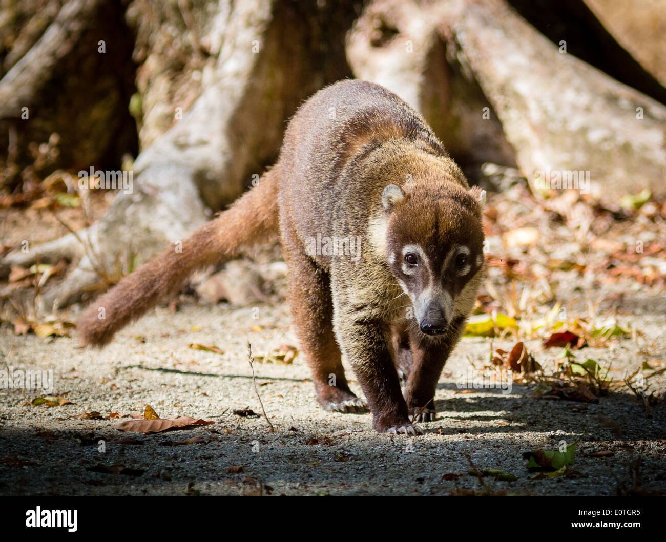 Coatimundi foraging on the forest floor of the Corcovado National Park ...