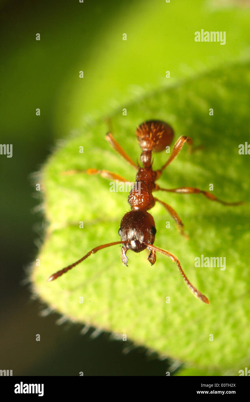 Ant photos hi-res stock photography and images - Alamy